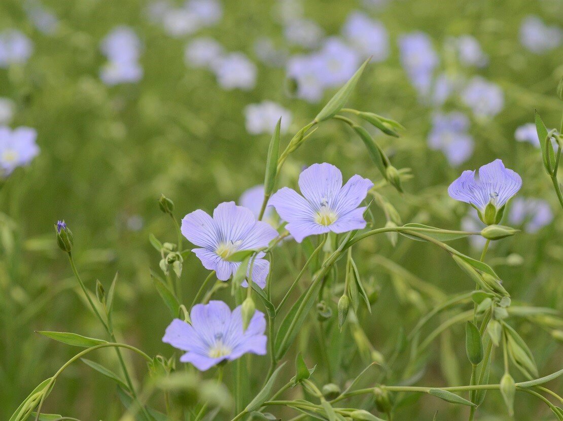 DSV | Len oleisty, Len siewny