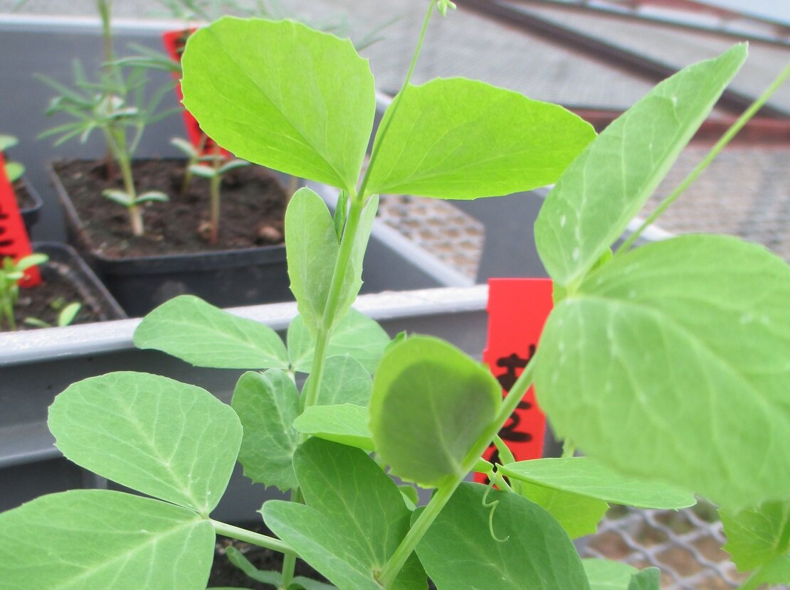 DSV | Groch siewny, Peluszka