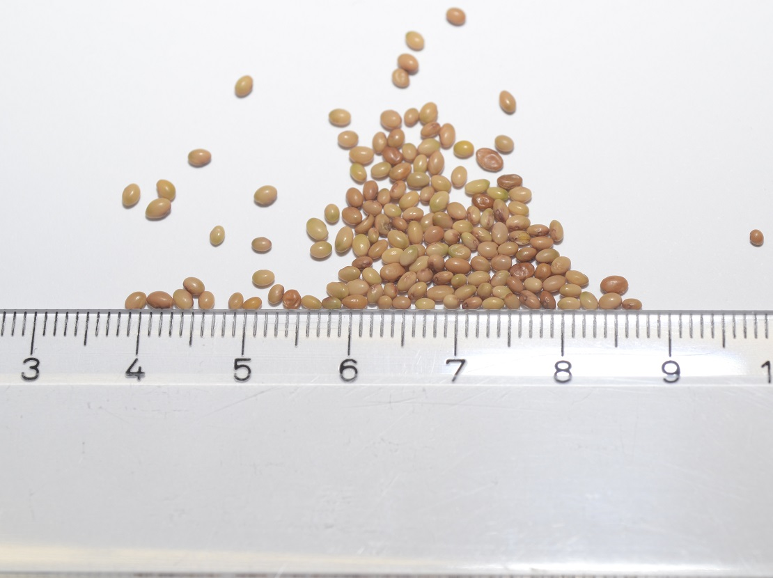 DSV | Koniczyna inkarnatka